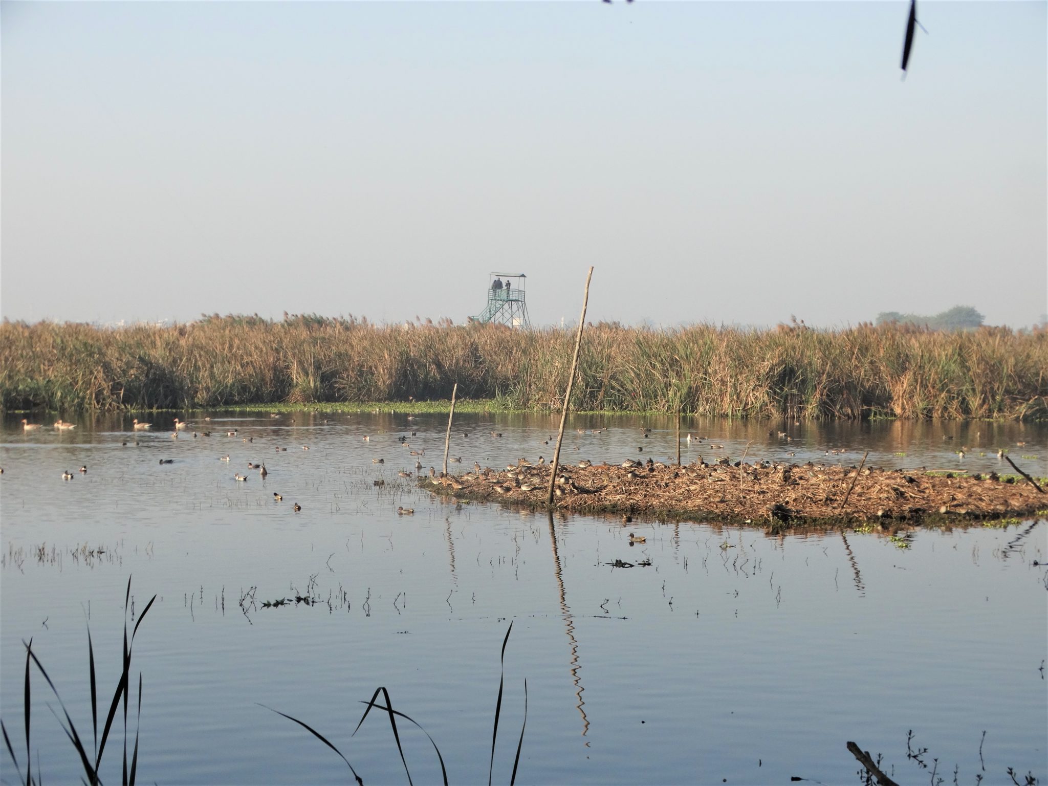 DSC02217 - Wetlands International South-Asia