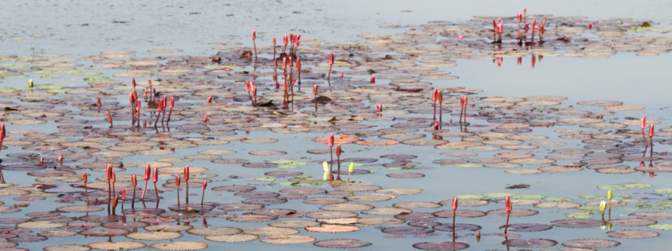 Partners - Wetlands International South Asia