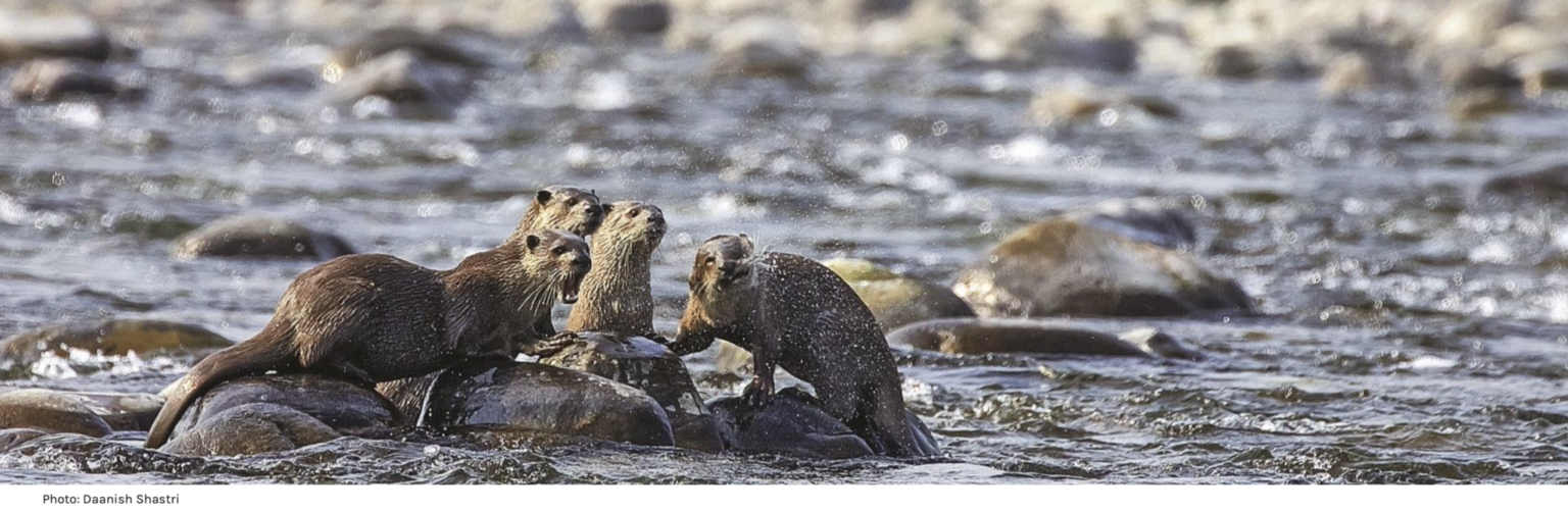 Modelling the Distribution of Smooth-coated Otter using Indirect ...