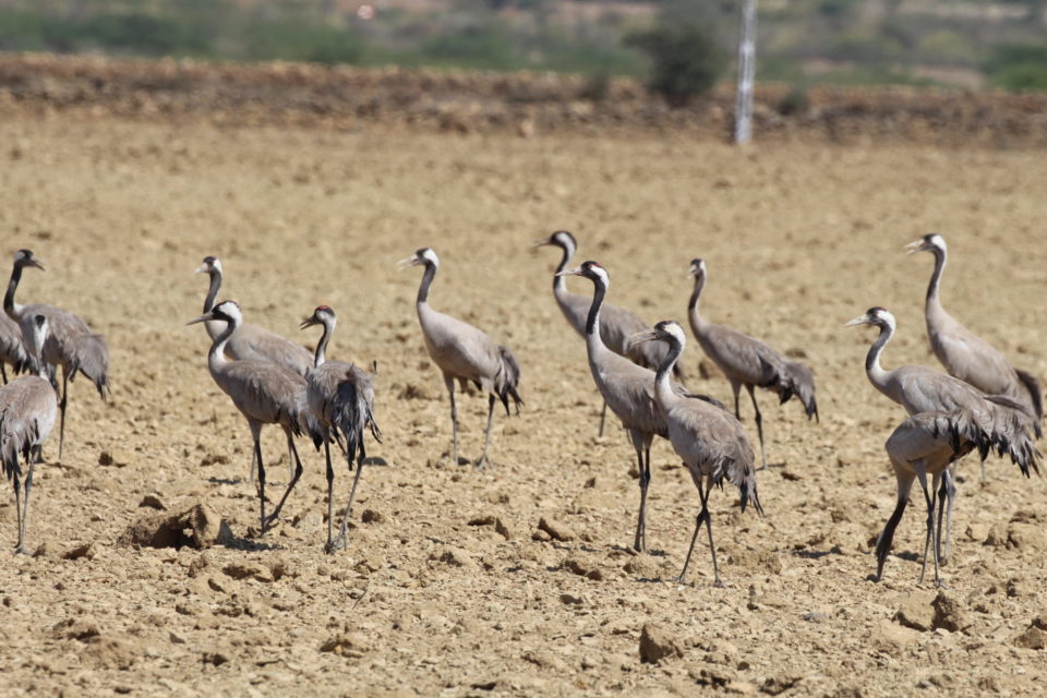 Join us for the Asian Waterbird Census 2021 - Wetlands International ...