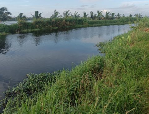 Wetland Conservation and Generating sustainable livelihood ...
