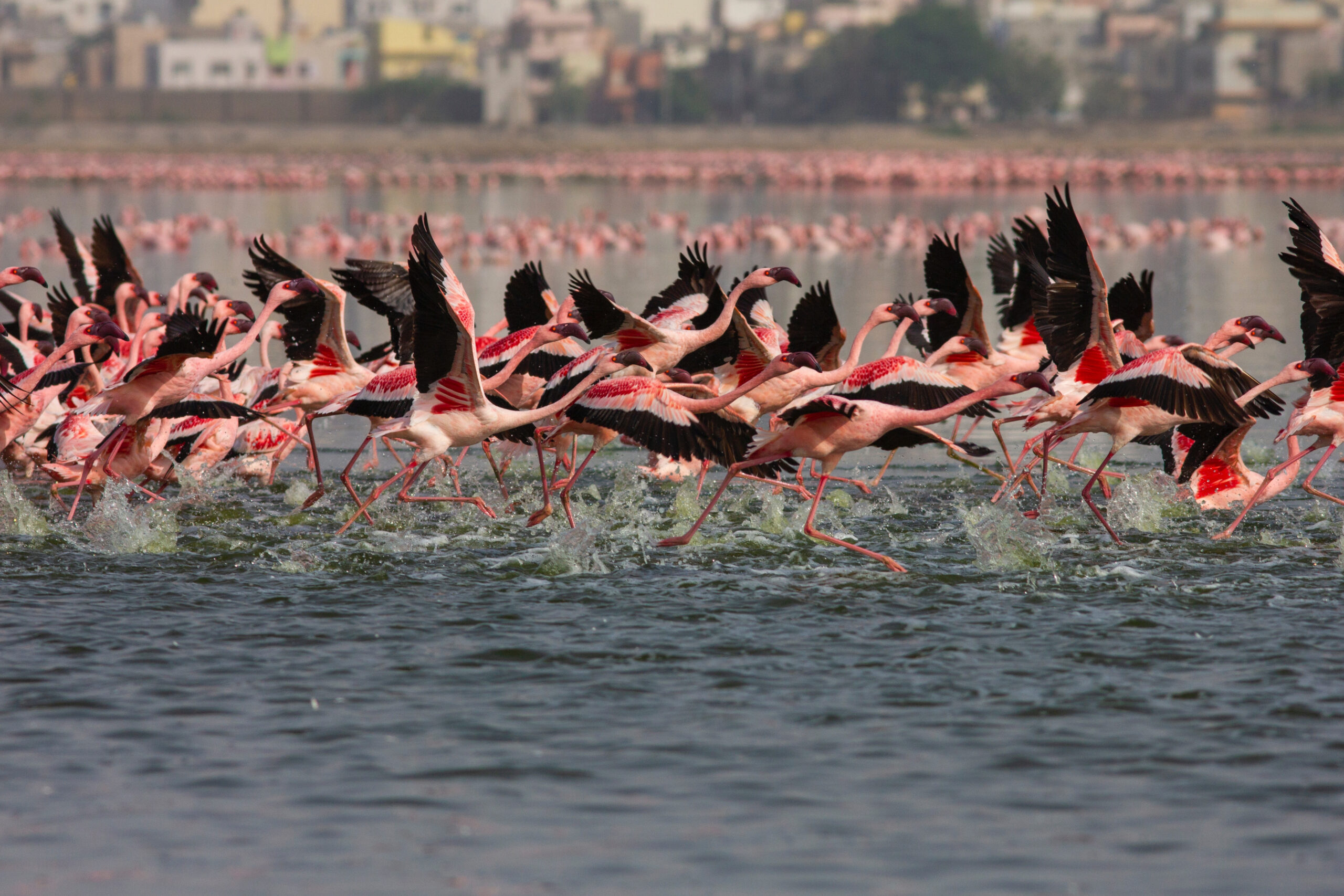 Home - Wetlands International South Asia