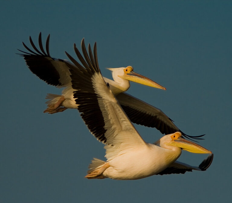 Asian Waterbird Census India - Wetlands International South Asia